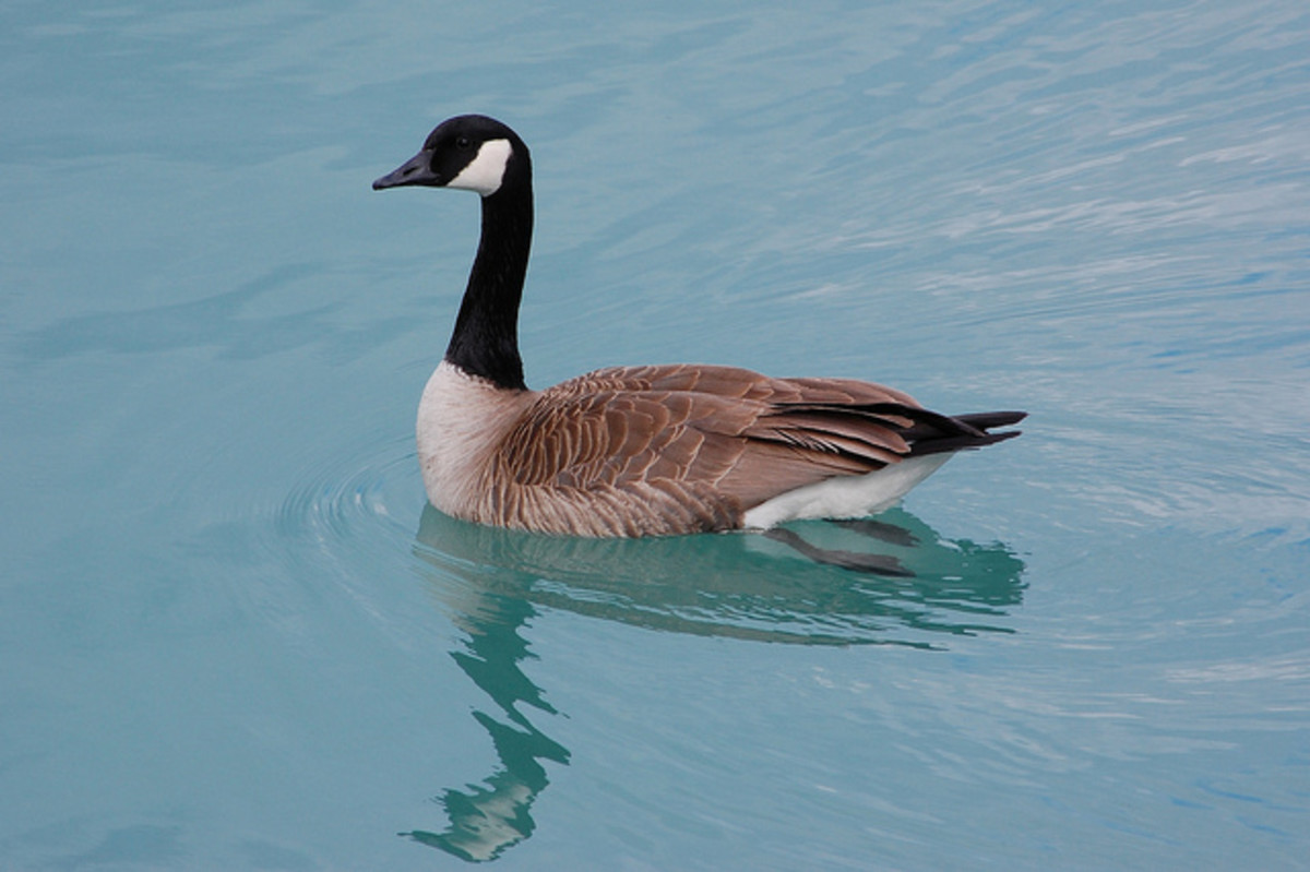 A Goose Tail of Intuition - LetterPile