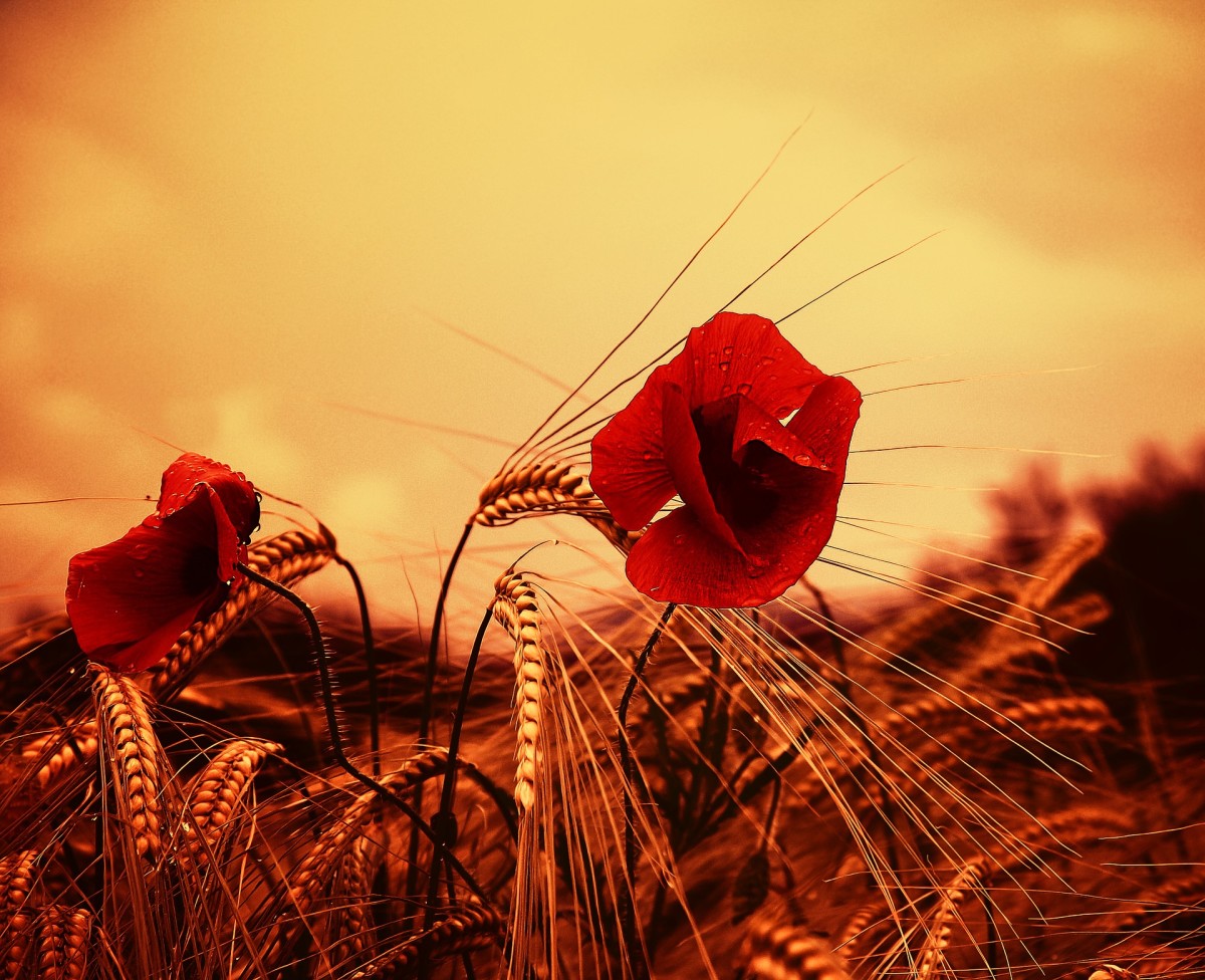 I Am Not a Stone, I Am a Mountain - LetterPile