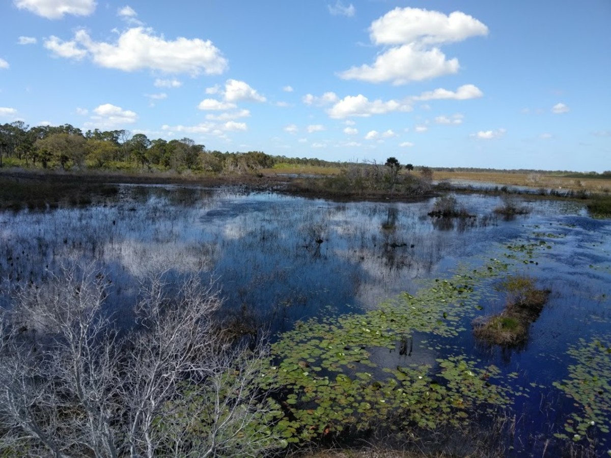 Florida Scrubland Sketches - HubPages