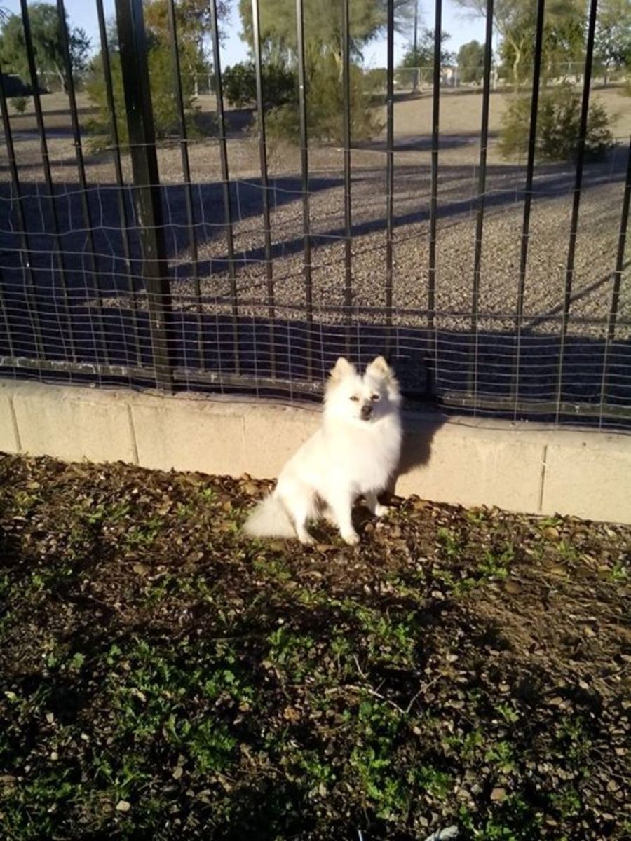 Cantering Captain Pande (Monium) - HubPages