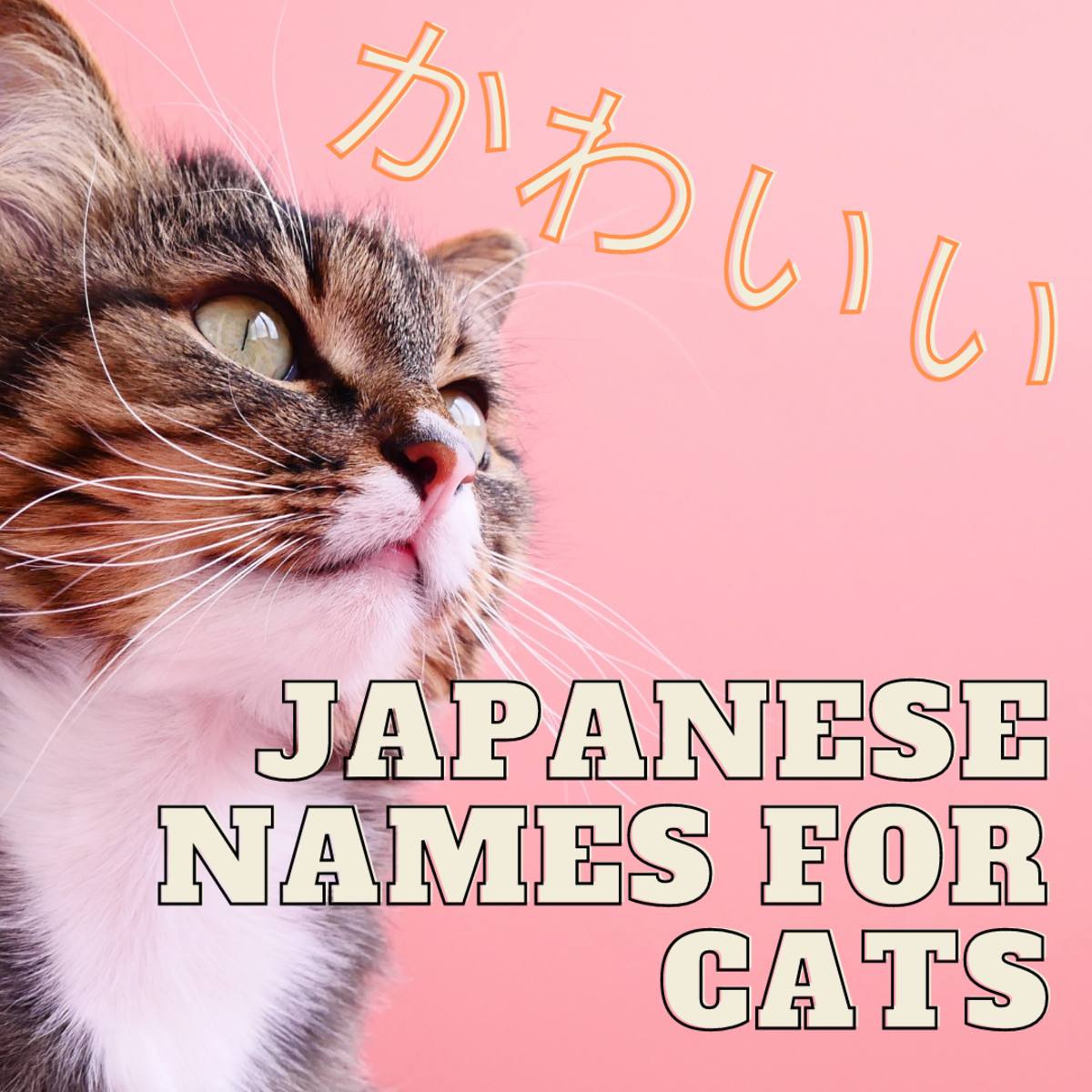 100 Cute Japanese Cat Names For Your Pet PetHelpful 100 Cute Japanese Cat Names For Your Pet PetHelpful