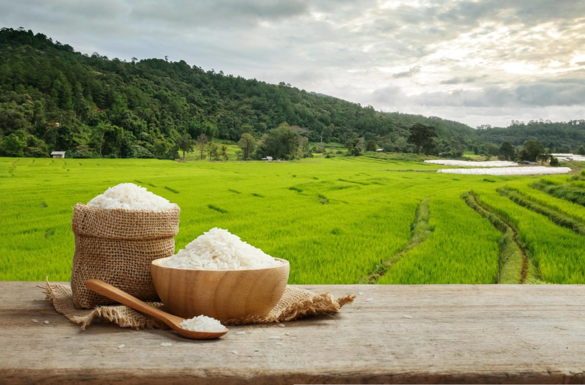 What Is A Staple Food Grain Of India At Ina Pfarr Blog What Is A Staple Food Grain Of India At Ina Pfarr Blog