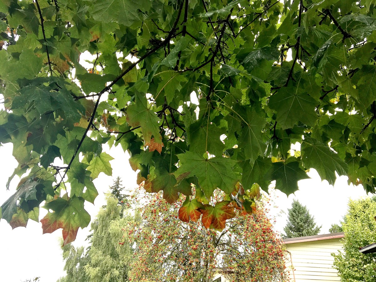 Autumn Leaf Colors, Twilight Facts, and a Fall Poem - LetterPile