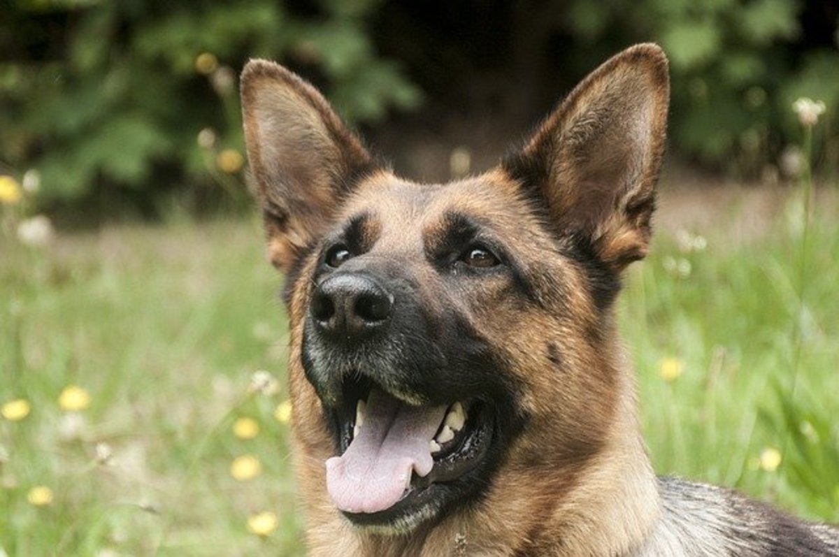 Why Do My Dog s Ears Stink 8 Causes Of Dog Ear Odor PetHelpful