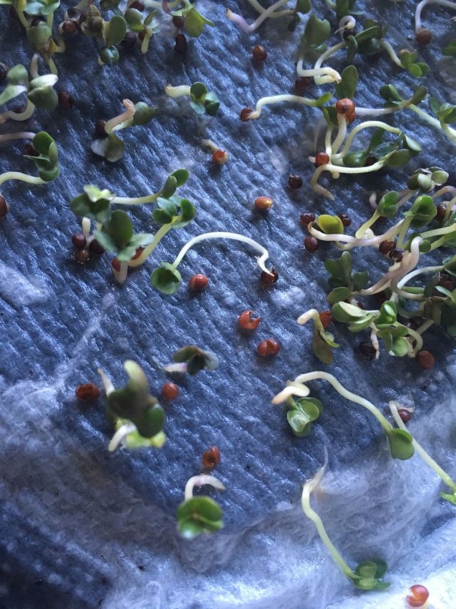 Germinating Broccoli Seeds in a Paper Towel (With Photos) - Dengarden