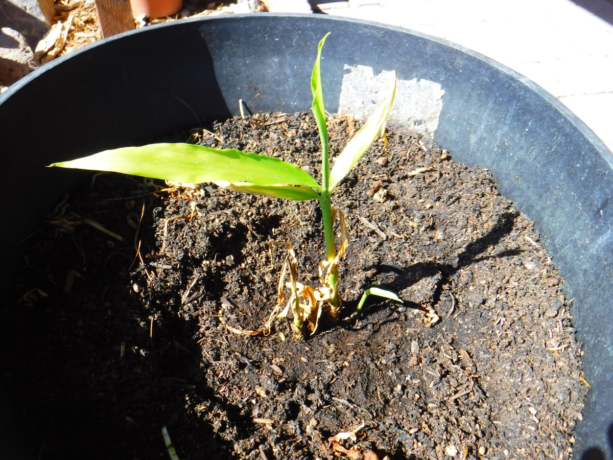 How to Reuse Food Waste Through Gardening: The Zombie Garden - HubPages