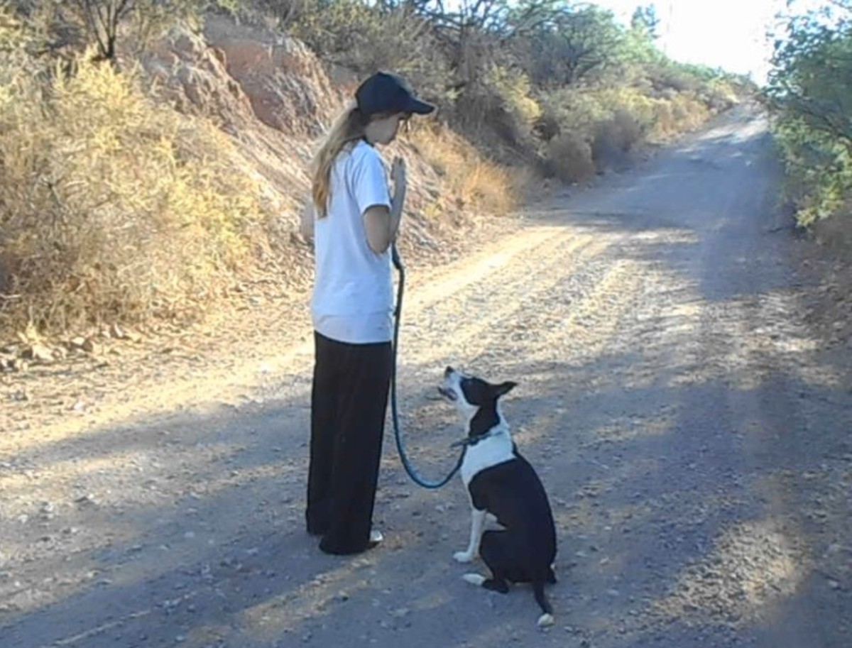 Understanding Stimulus Control in Dog Training - HubPages