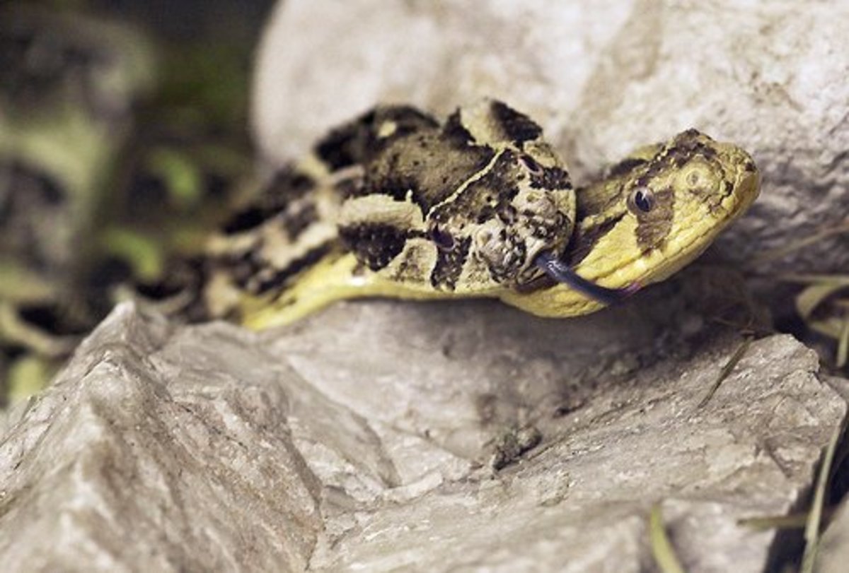 The Viper And Types Of Viper Snakes - HubPages