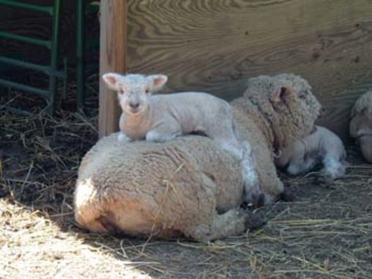 Miniature Livestock: An Overview - HubPages