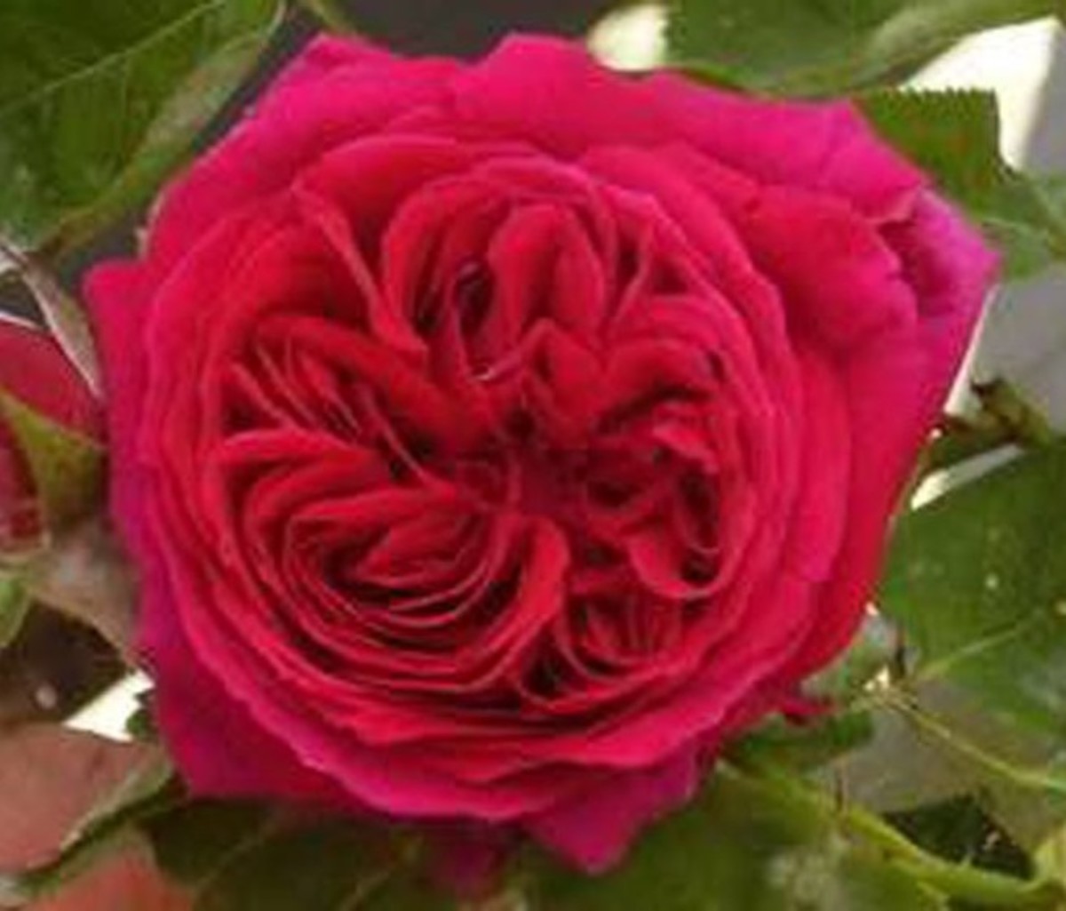 July Fourth and 13 Forgotten Symbols of America - HubPages