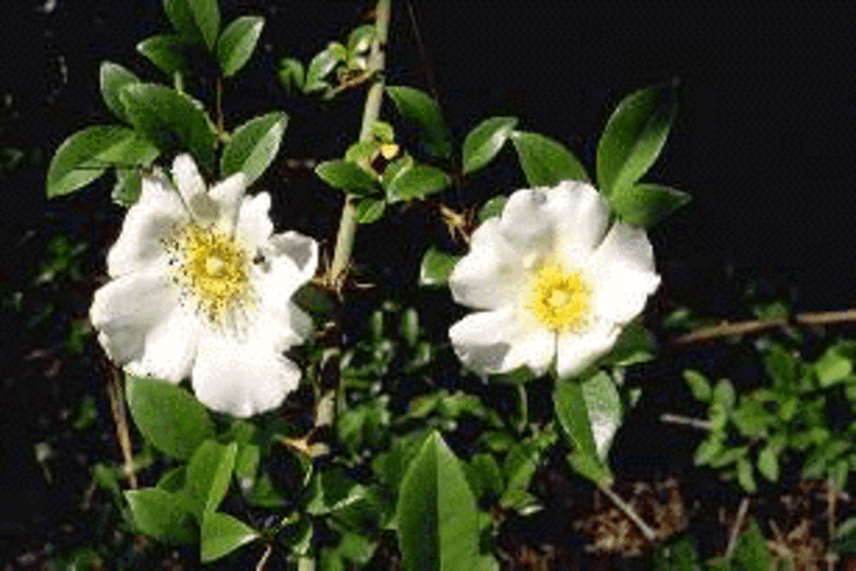 History of the Cherokee Indians - HubPages