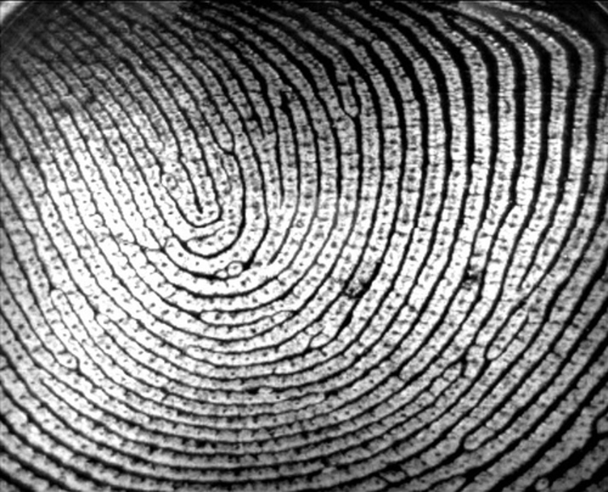 How To Create A Fingerprint Science Fair Project HubPages