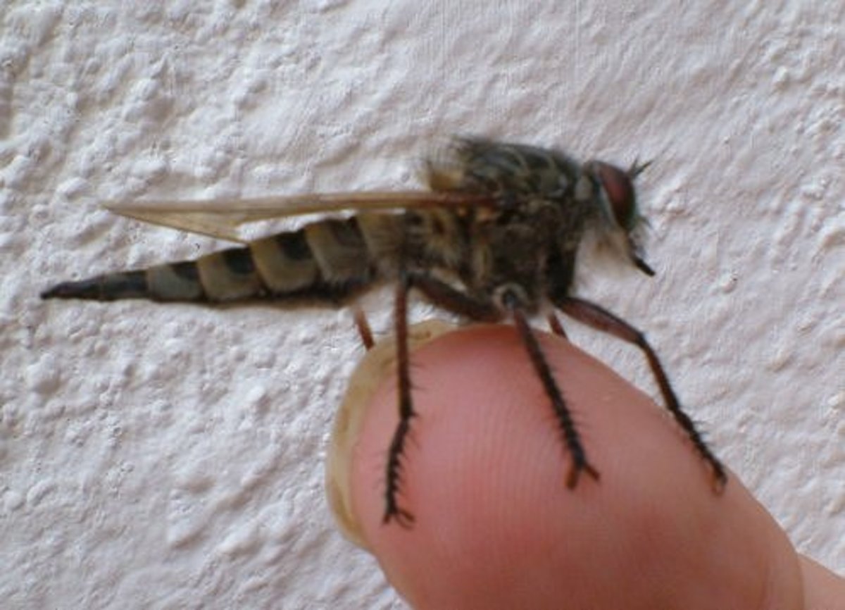 Antlions, Praying Mantis and unusual Tenerife and Canary Islands ...