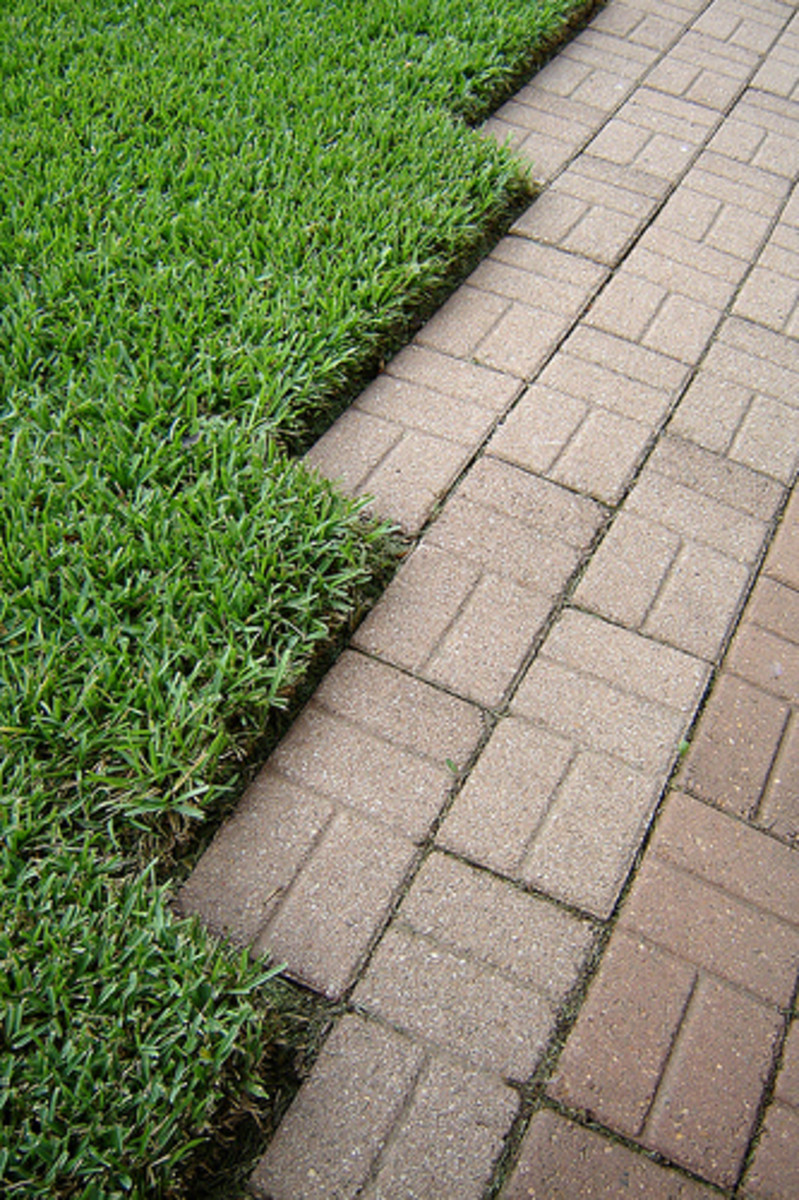 Best Ground Cover Plants for Lawn: Peanut Plant and Carabao Grass ...