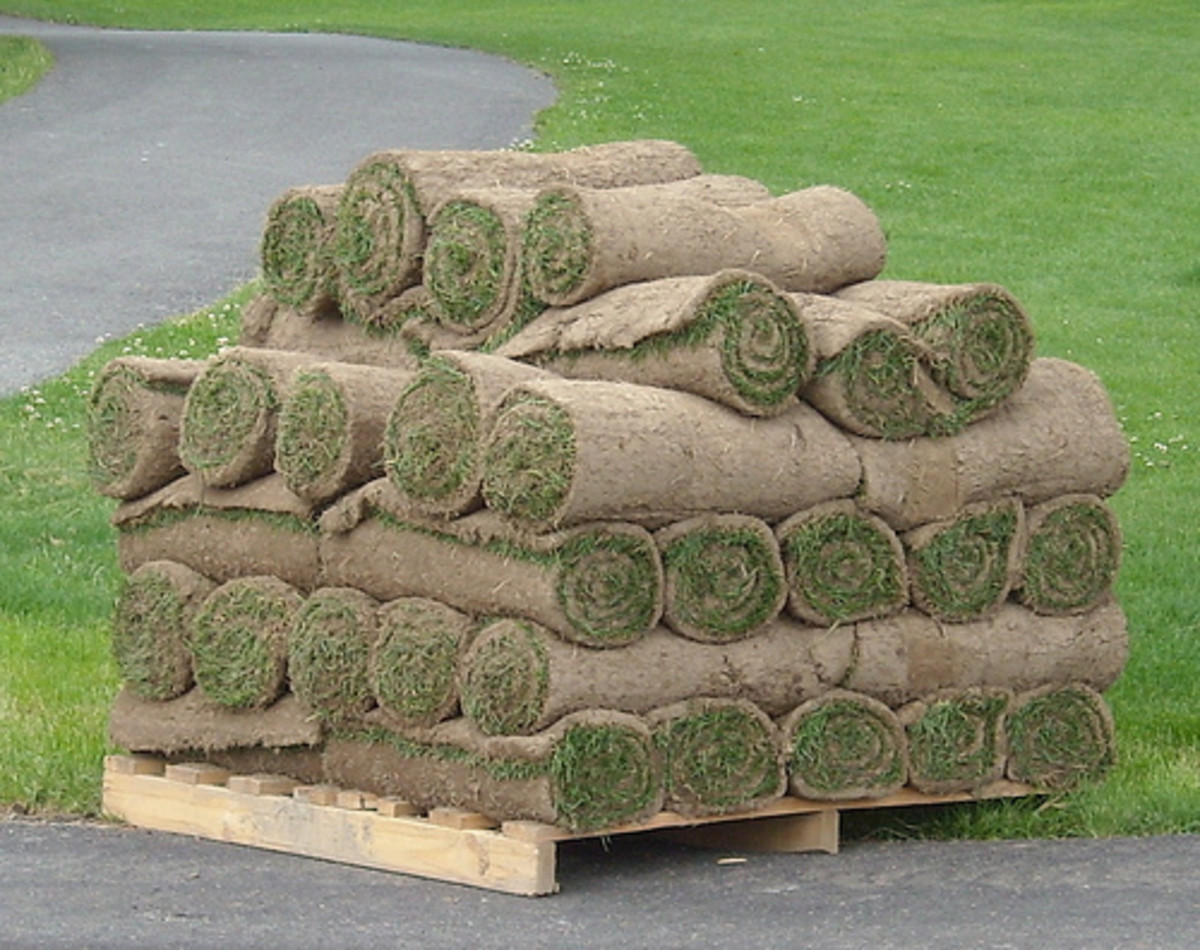 Best Ground Cover Plants for Lawn: Peanut Plant and Carabao Grass ...