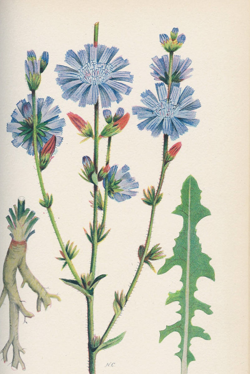 The Great Soma Mystery - HubPages