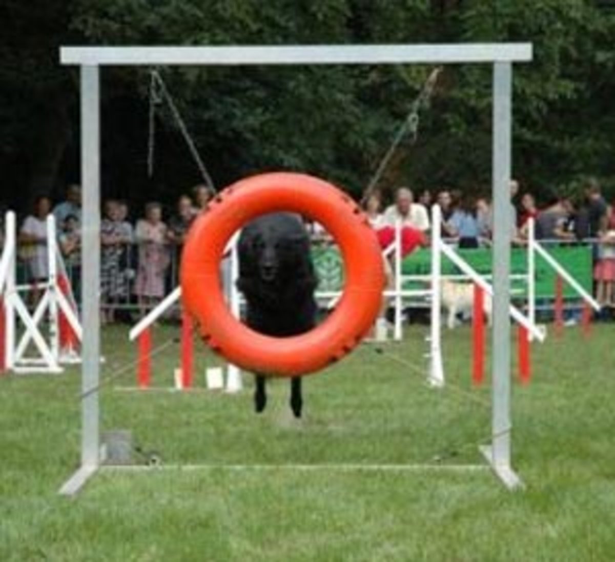 Dog Agility Equipment and Obstacles - HubPages