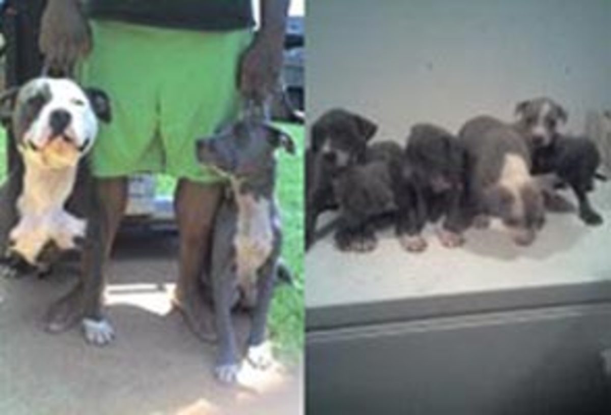 Blue Pit Bull Pictures: Photos of My APBT - HubPages