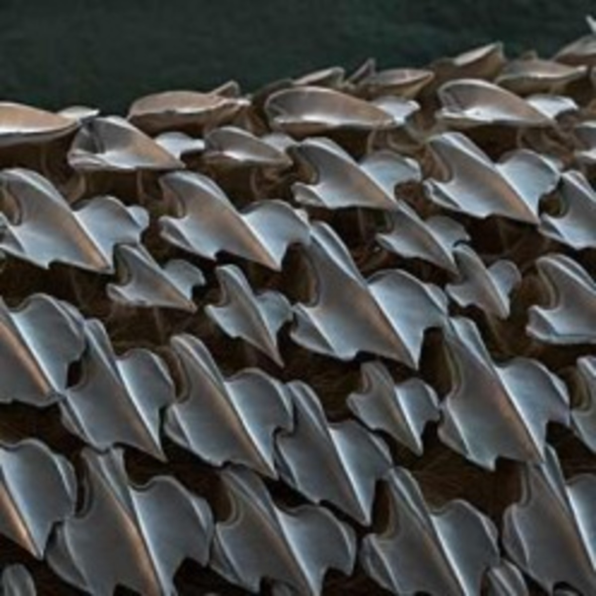 What Makes a Shark a Shark and Not Just Another Fish? - HubPages