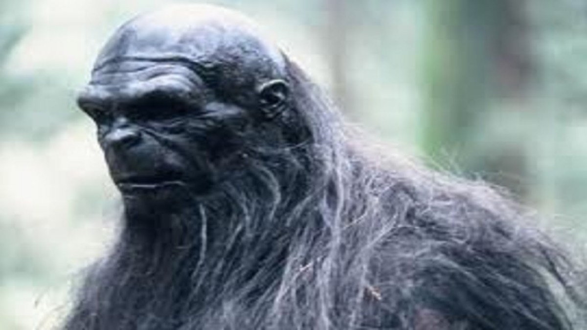 Top 10 Cryptids That Could Be Real - HubPages