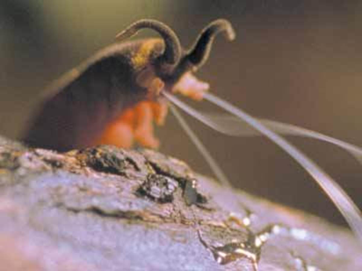 25 Most Amazing and Unusual Animal Abilities and Behaviors - HubPages