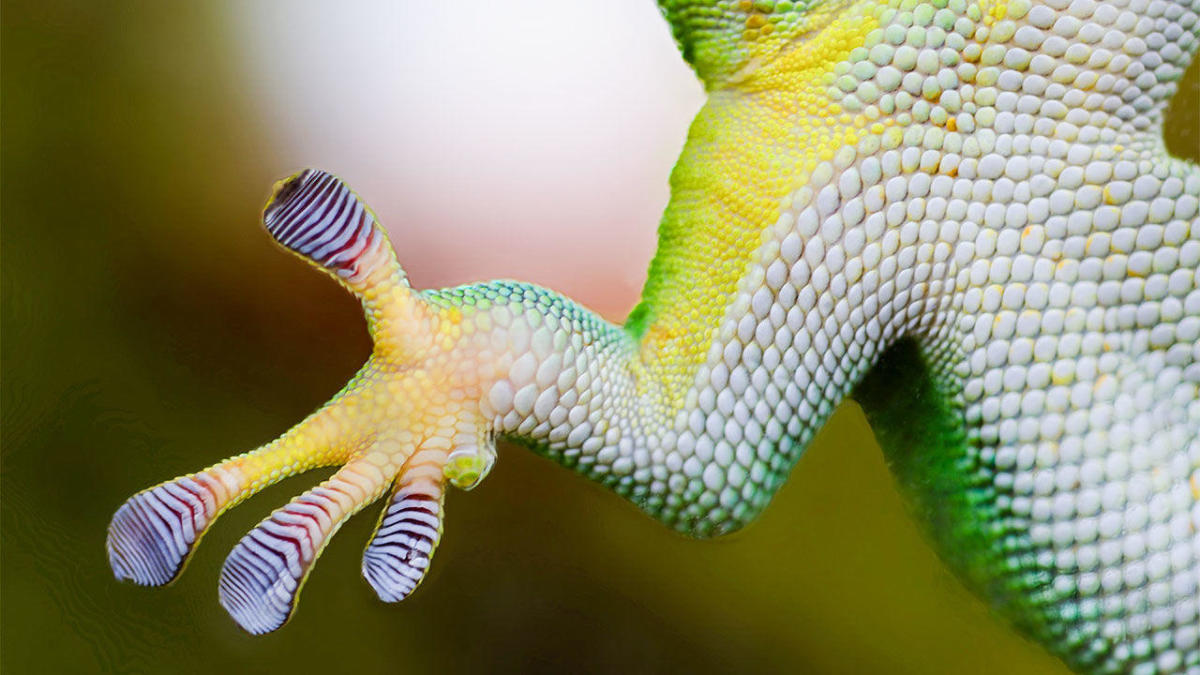 25 Most Amazing and Unusual Animal Abilities and Behaviors - HubPages