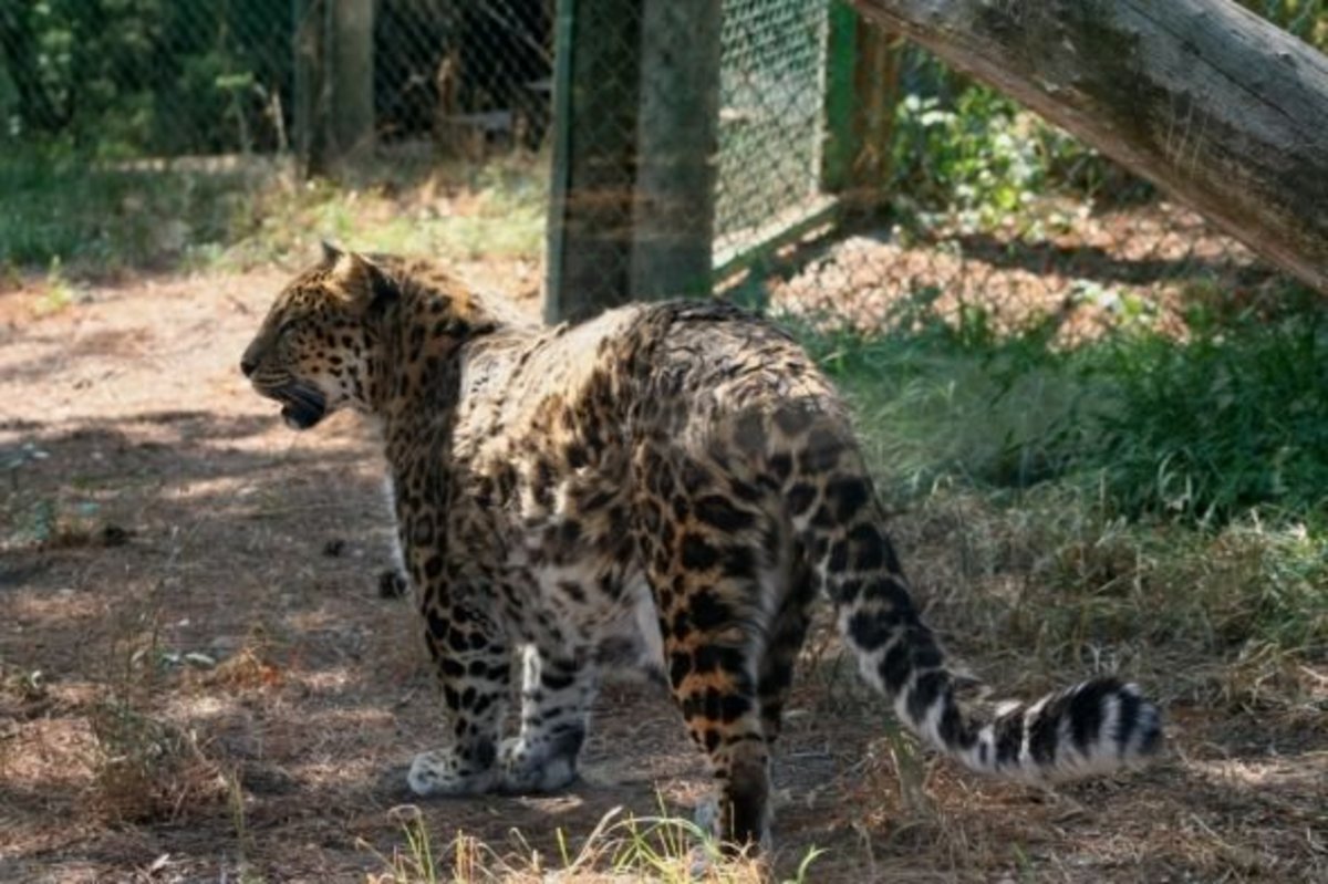 The Amur Leopard - HubPages