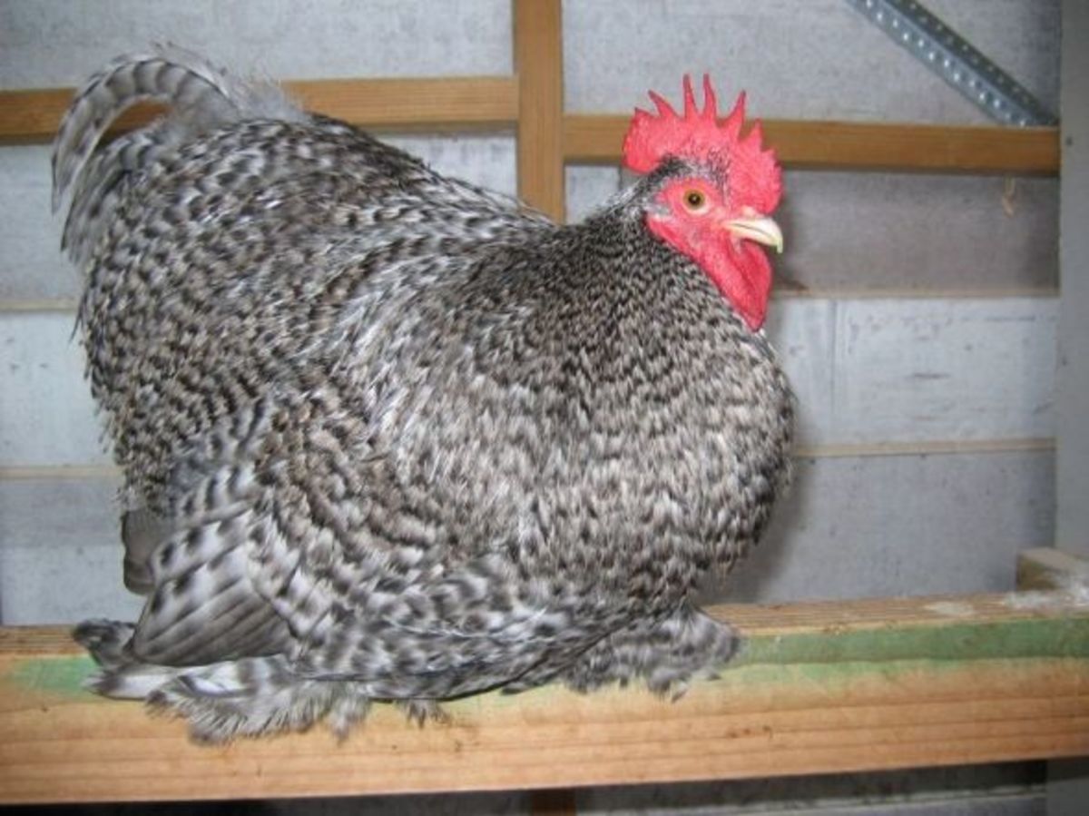 Cochins: The Round, Fluffy Chickens - HubPages