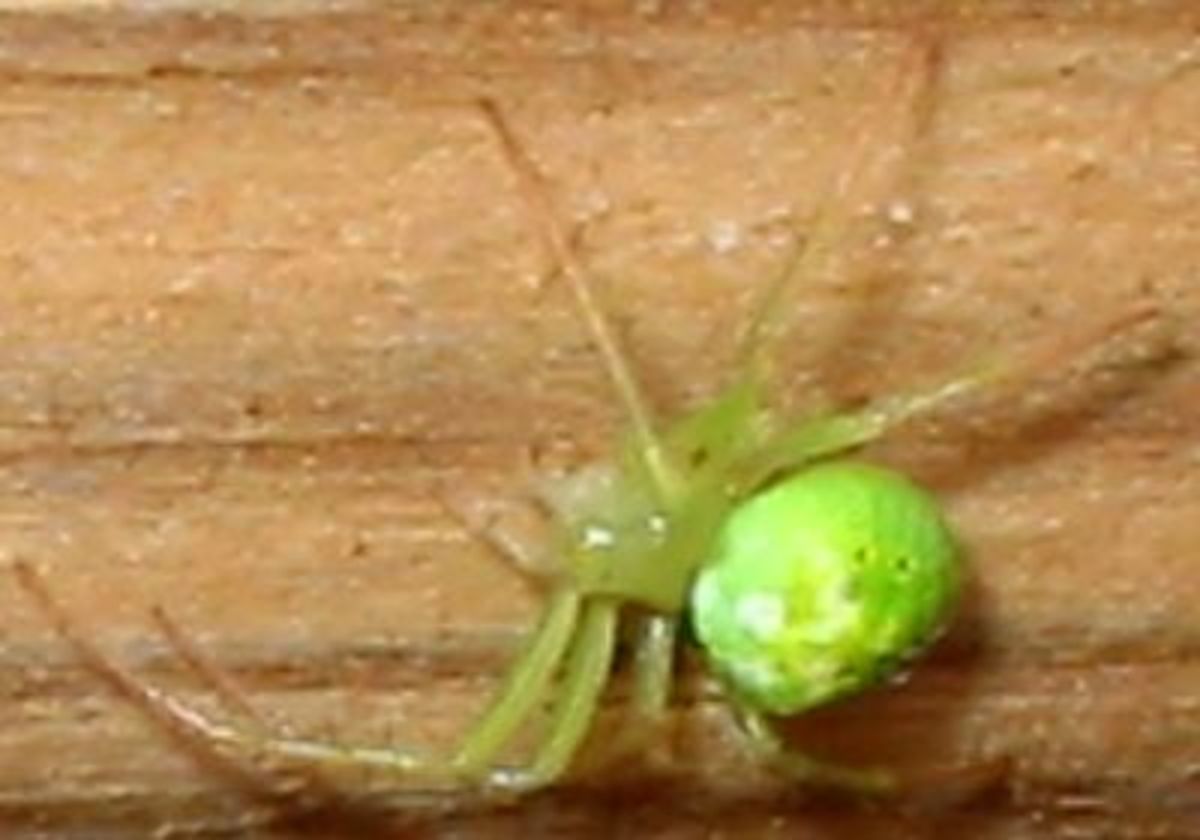 Chartreuse: More Than Your Average Color - HubPages