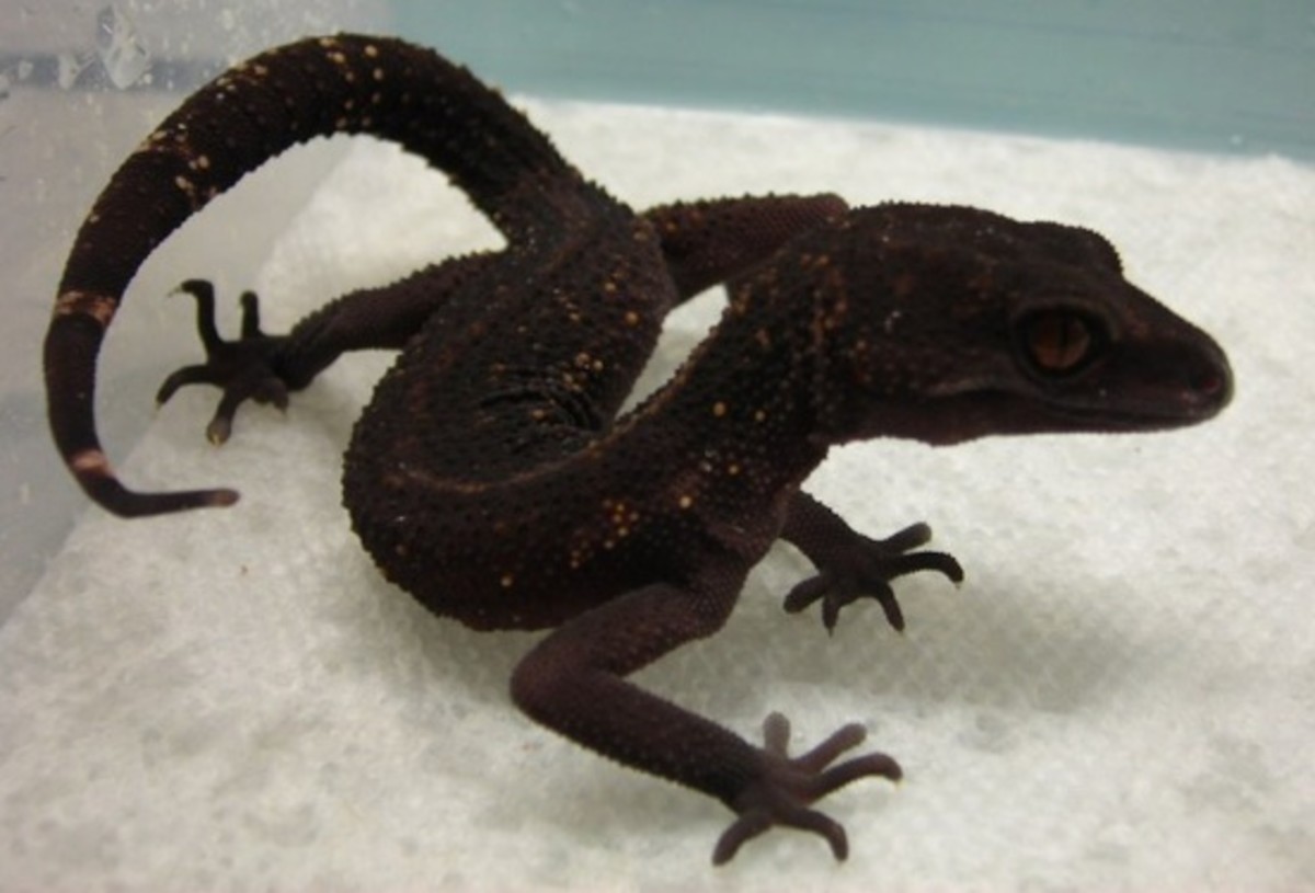 Caring for Cave Geckos - HubPages