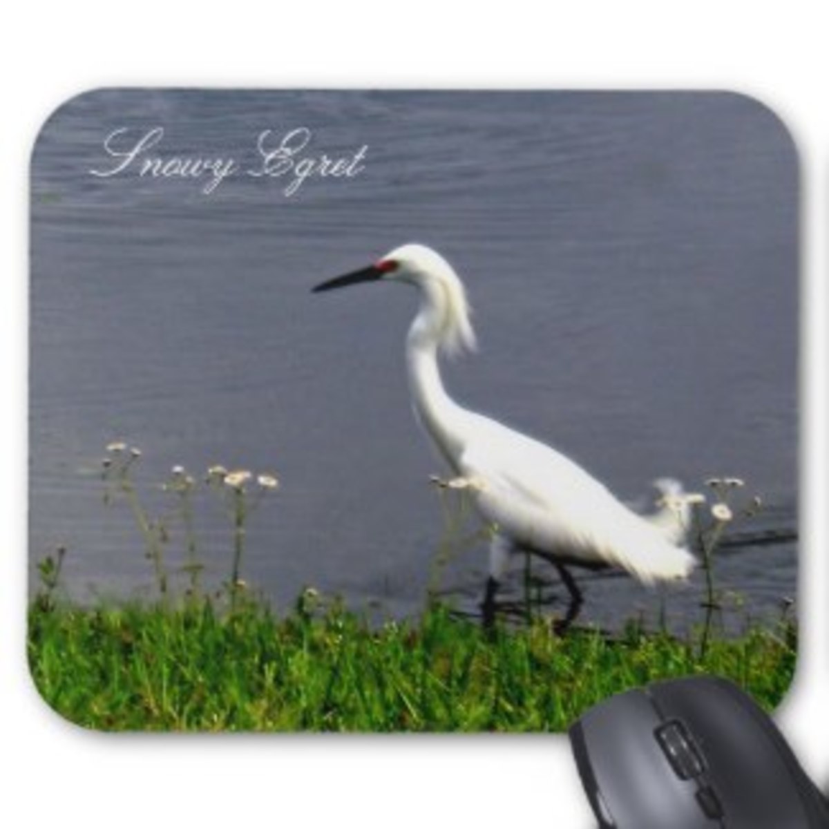 Florida Wildlife on the Golf Course - HubPages