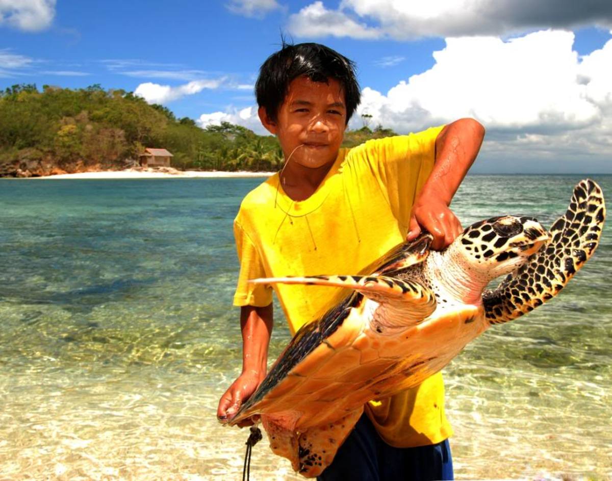 The Philippine Wildlife :: Rare Animals in the Philippines - HubPages
