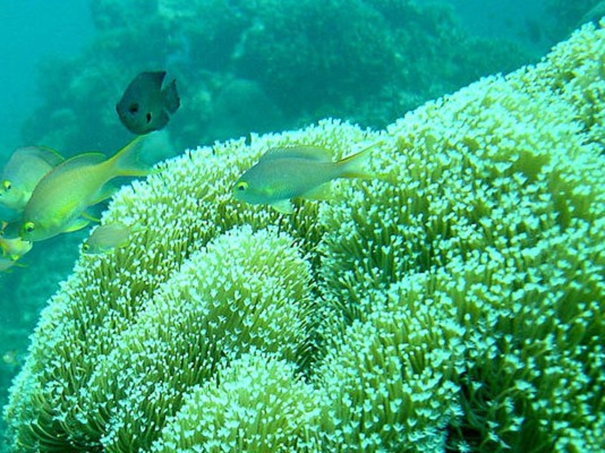 Living Spineless: Types of Invertebrate Animals - HubPages