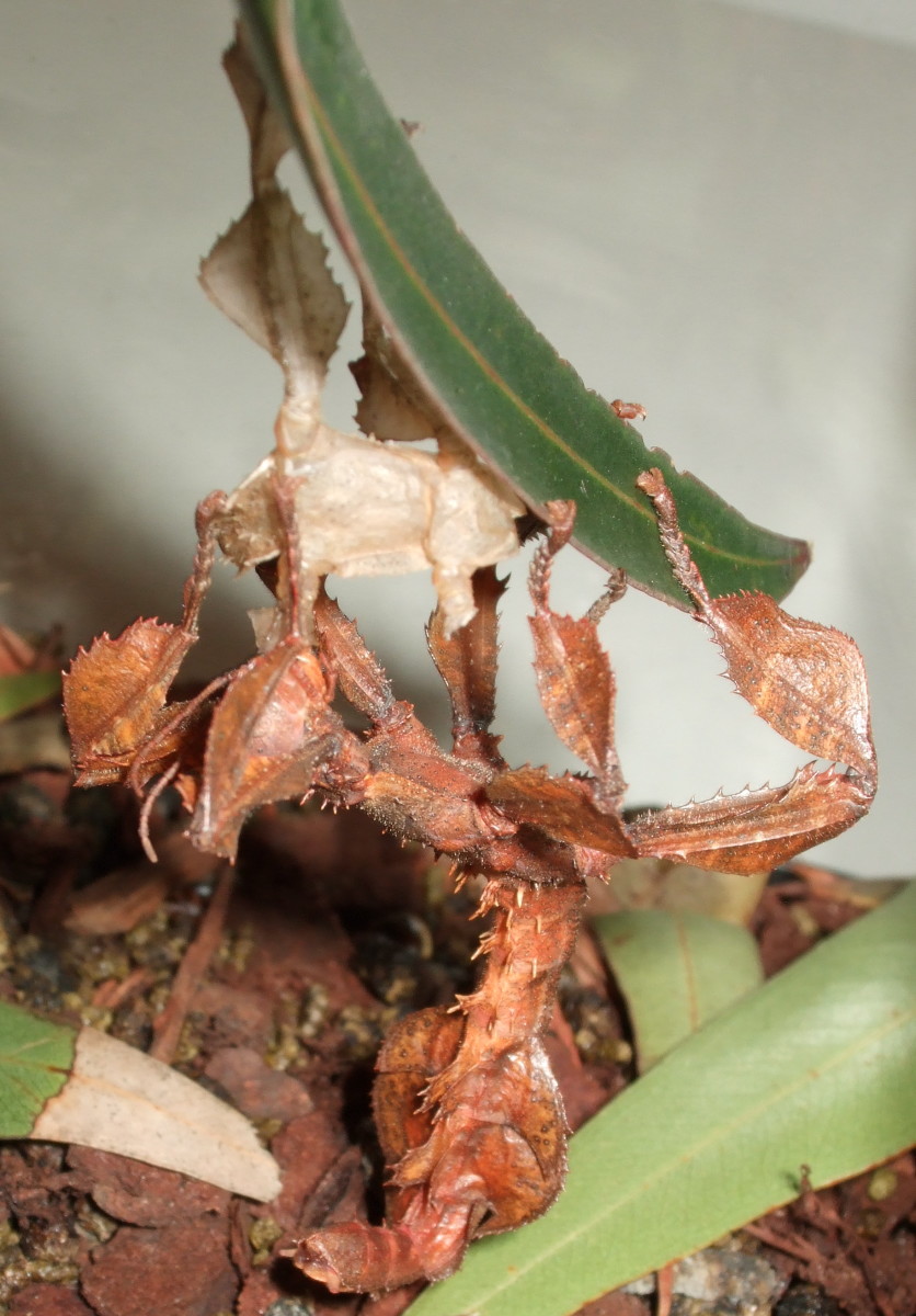 Keeping Spiny Leaf Insects as Pets: Phasmid Facts and How to Care for These Kid-Friendly Bugs ...