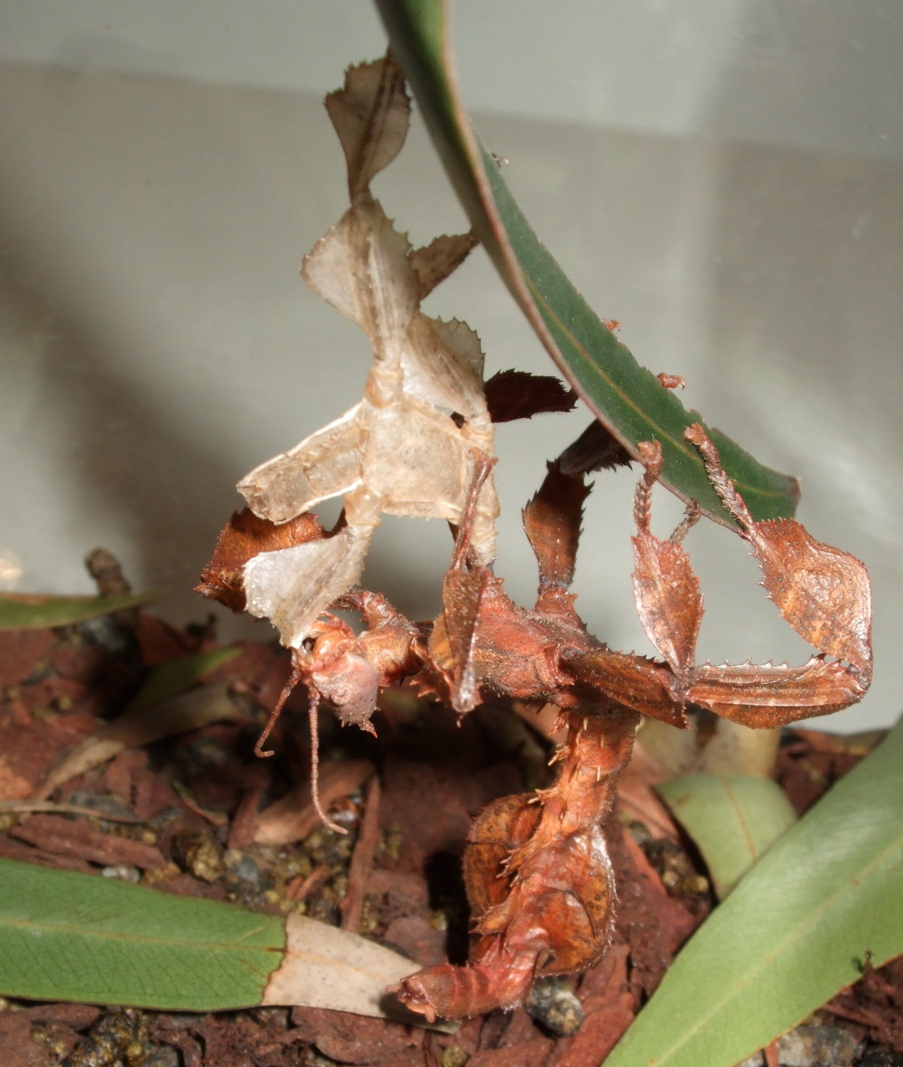 Keeping Spiny Leaf Insects as Pets: Phasmid Facts and How to Care for ...