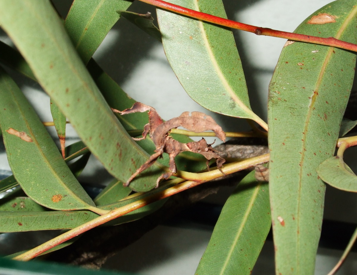 Keeping Spiny Leaf Insects as Pets: Phasmid Facts and How to Care for ...