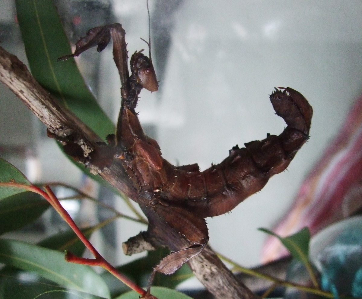 Keeping Spiny Leaf Insects as Pets: Phasmid Facts and How to Care for These Kid-Friendly Bugs ...