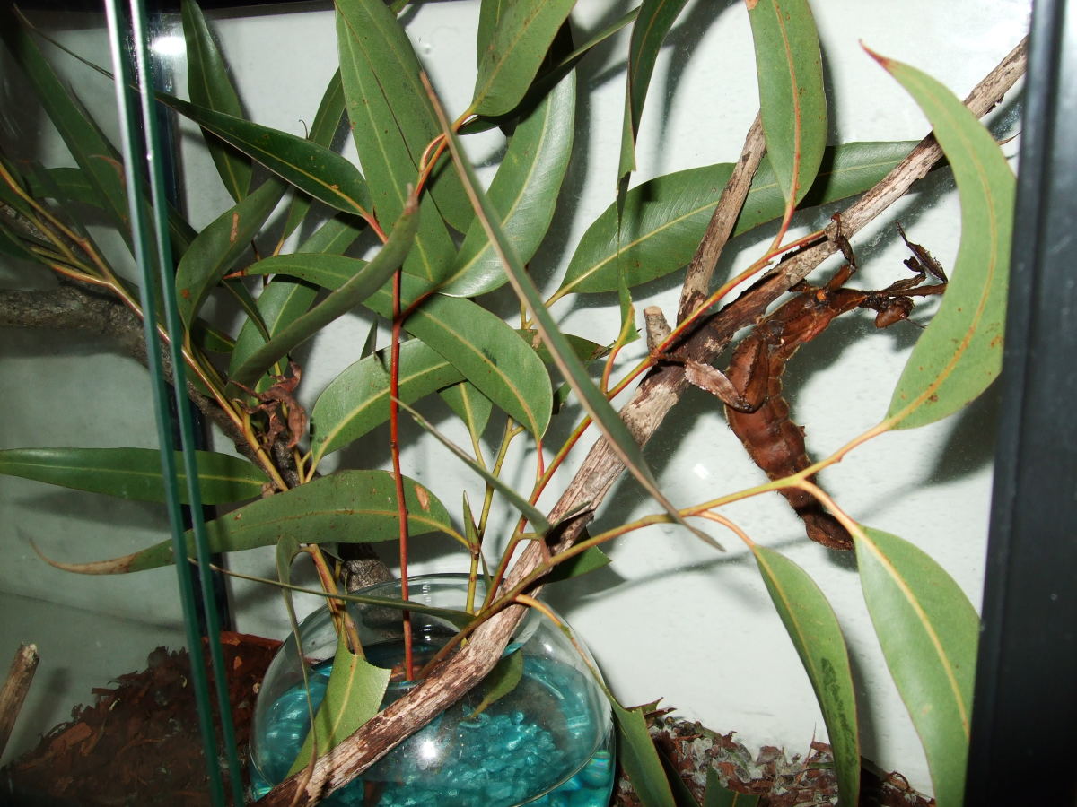 Keeping Spiny Leaf Insects as Pets: Phasmid Facts and How to Care for ...