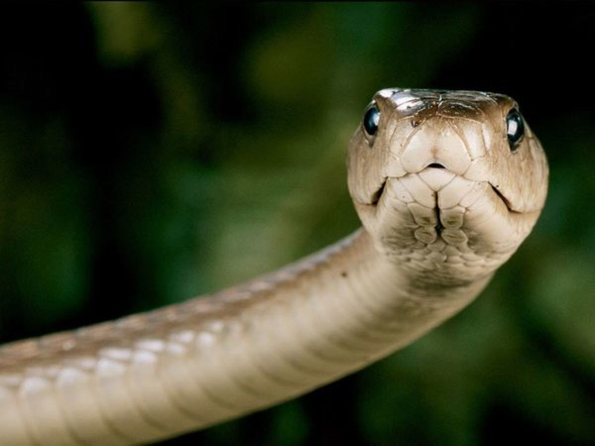 Poisonous Snakes, Spiders, Bugs And Insects in Africa Whilst On Safari ...