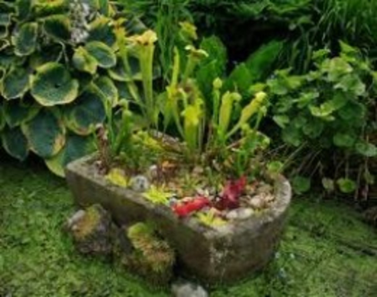 Miniature Garden: How to Plant Trough and Sink Gardens? - HubPages