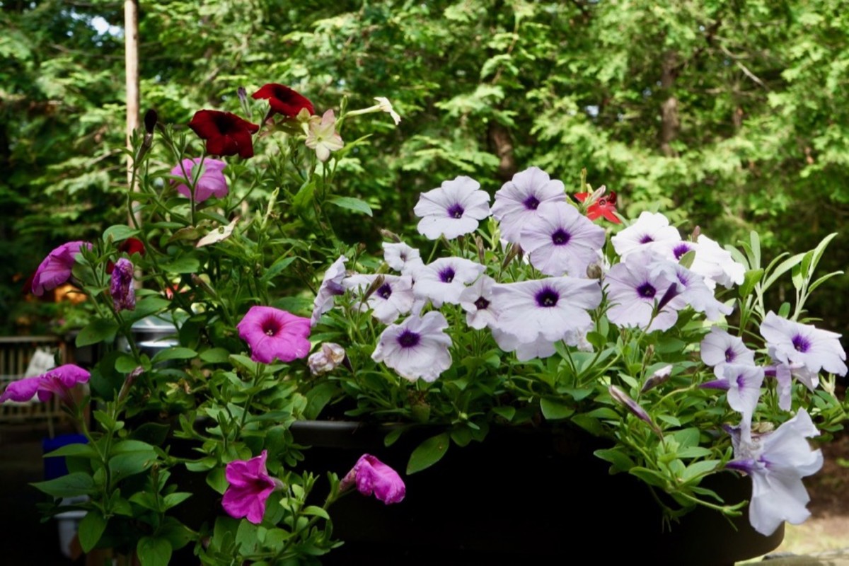 What Flowering Plants Do for Your Home - HubPages
