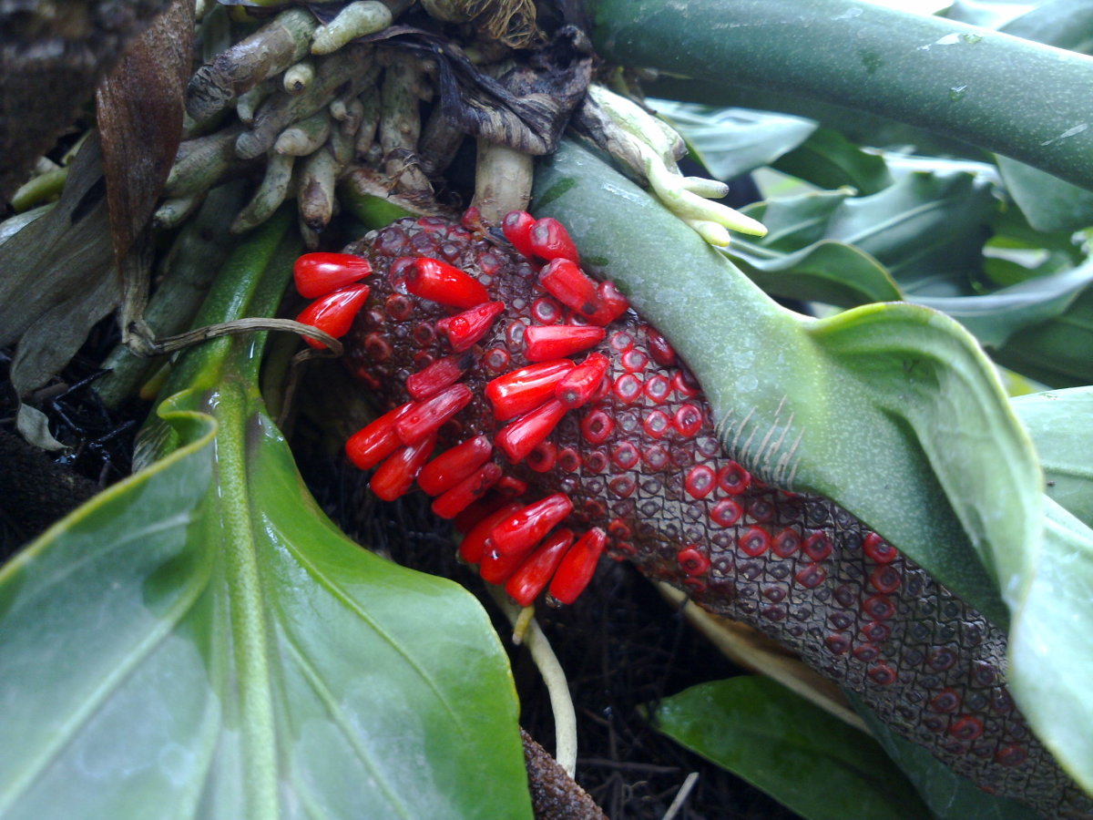 How to Grow Commercial Anthurium . - HubPages