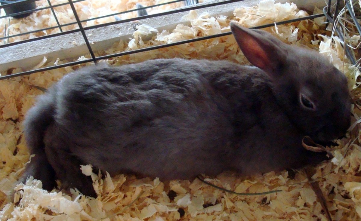 Tips on What to Expect If You Are Getting a Bunny Rabbit as a Pet: What ...