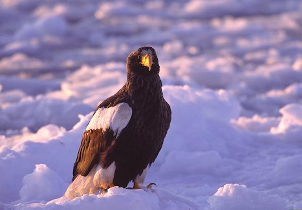 The Mighty Bald Eagle – USA National Symbol - HubPages