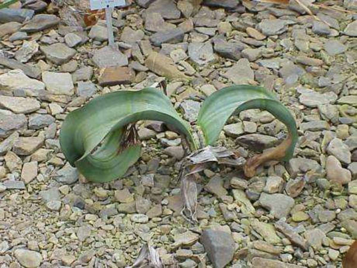 The Living Fossil Welwitschia mirabilis - HubPages