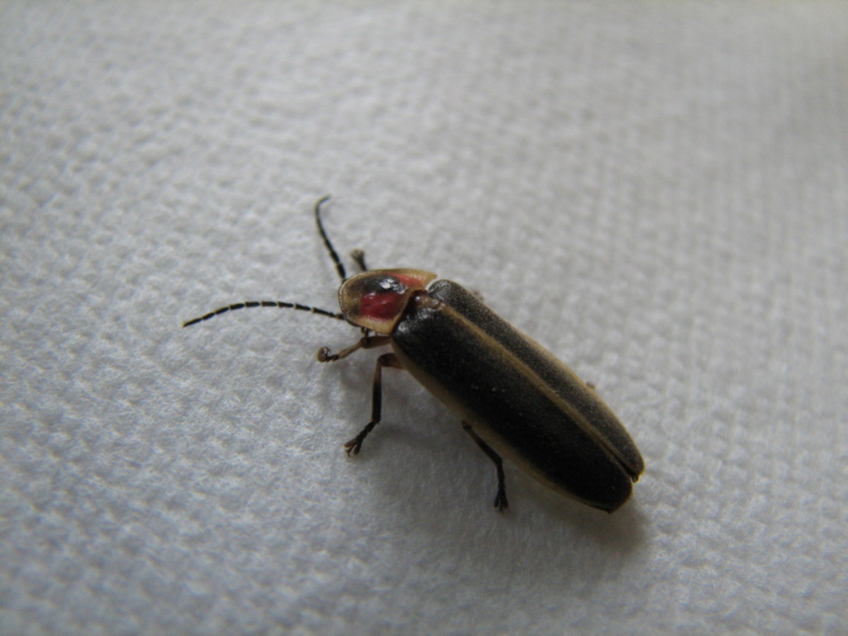 Lightning Bugs, Fireflies, and Fire Bees - HubPages