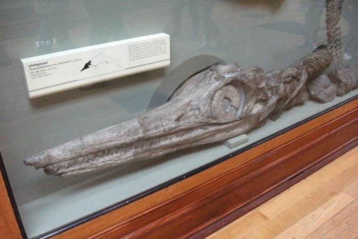 Mary Anning The Ichthyosaurus Fossil Hunter Woman - HubPages