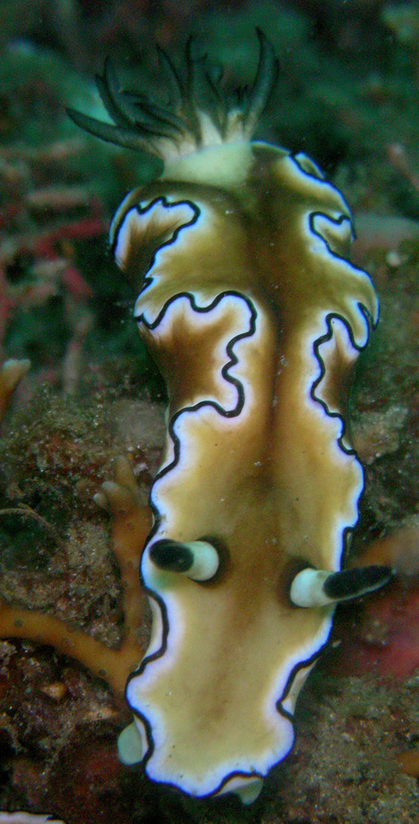Beautiful Nudibranchs: Colorful Sea Slugs - HubPages