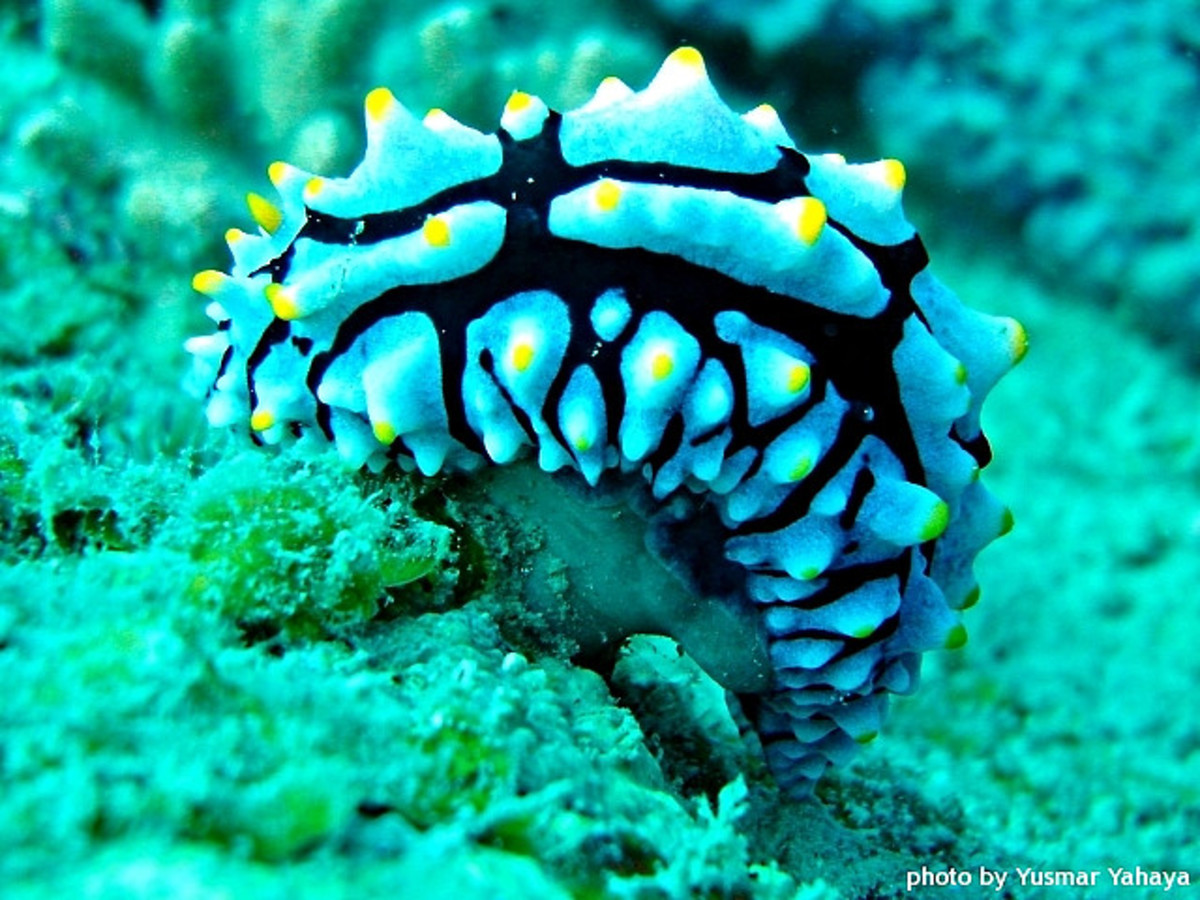 Beautiful Nudibranchs: Colorful Sea Slugs - HubPages