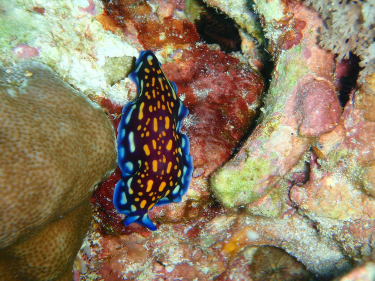 Beautiful Nudibranchs: Colorful Sea Slugs - HubPages